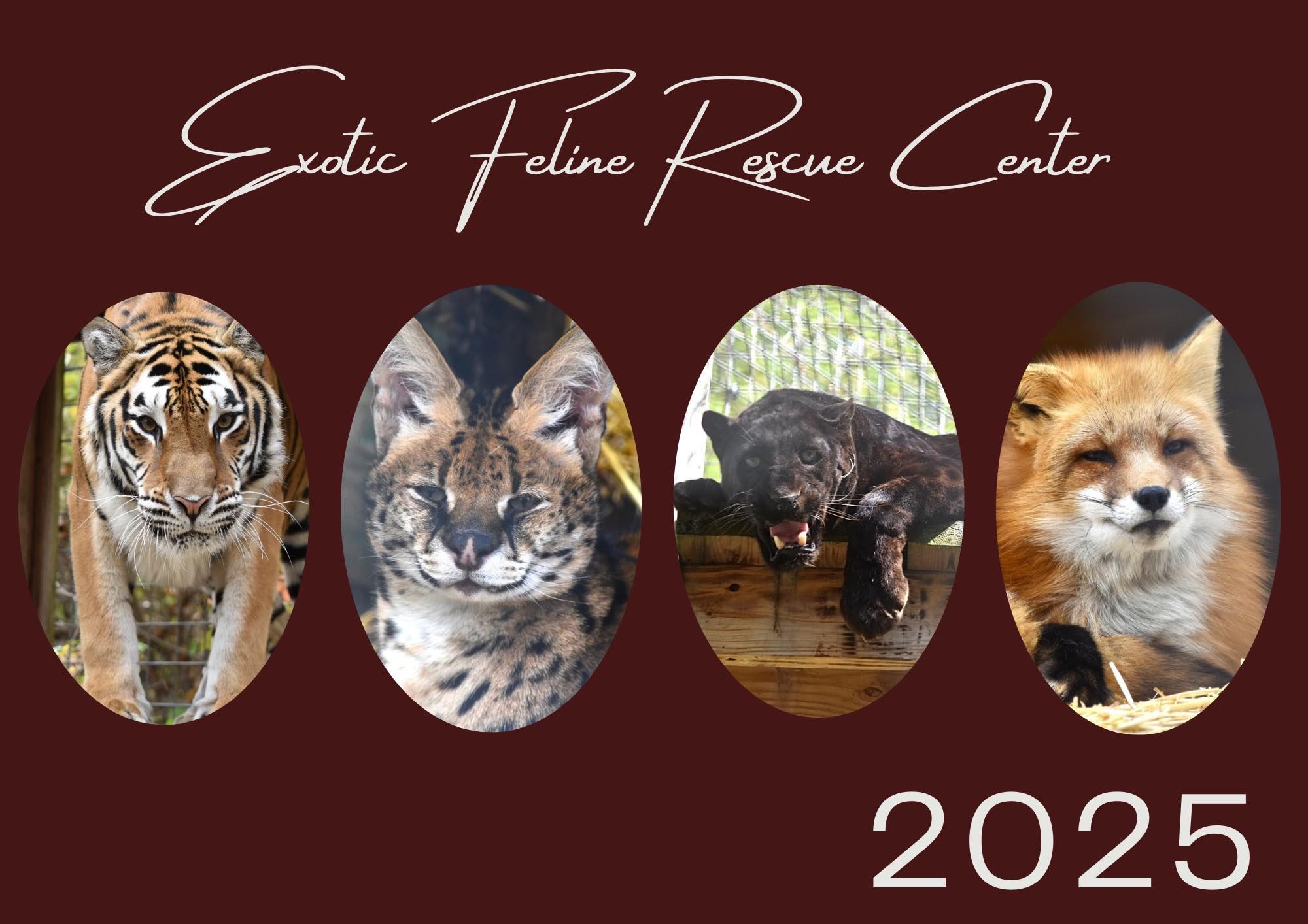 Cal – Exotic Feline Rescue Center
